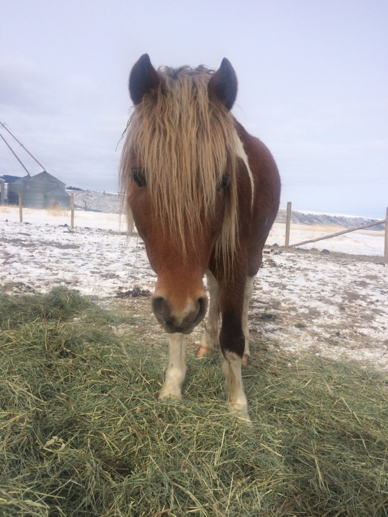 Teton Outdoor Adventures sooner the mega stallion:) - Teton Outdoor ...